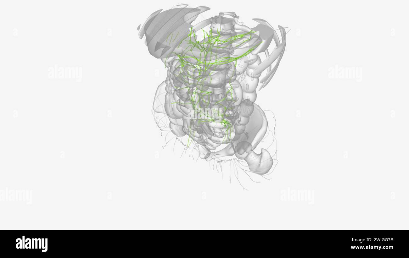 Lymphatics Cut Out Stock Images & Pictures - Alamy