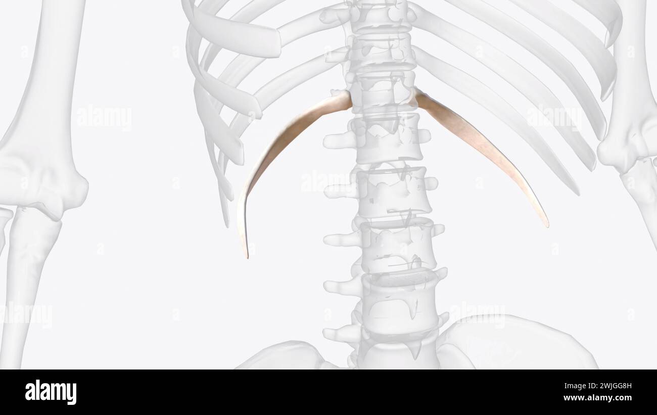 The true ribs include rib pairs 1-7, with each rib articulating ...