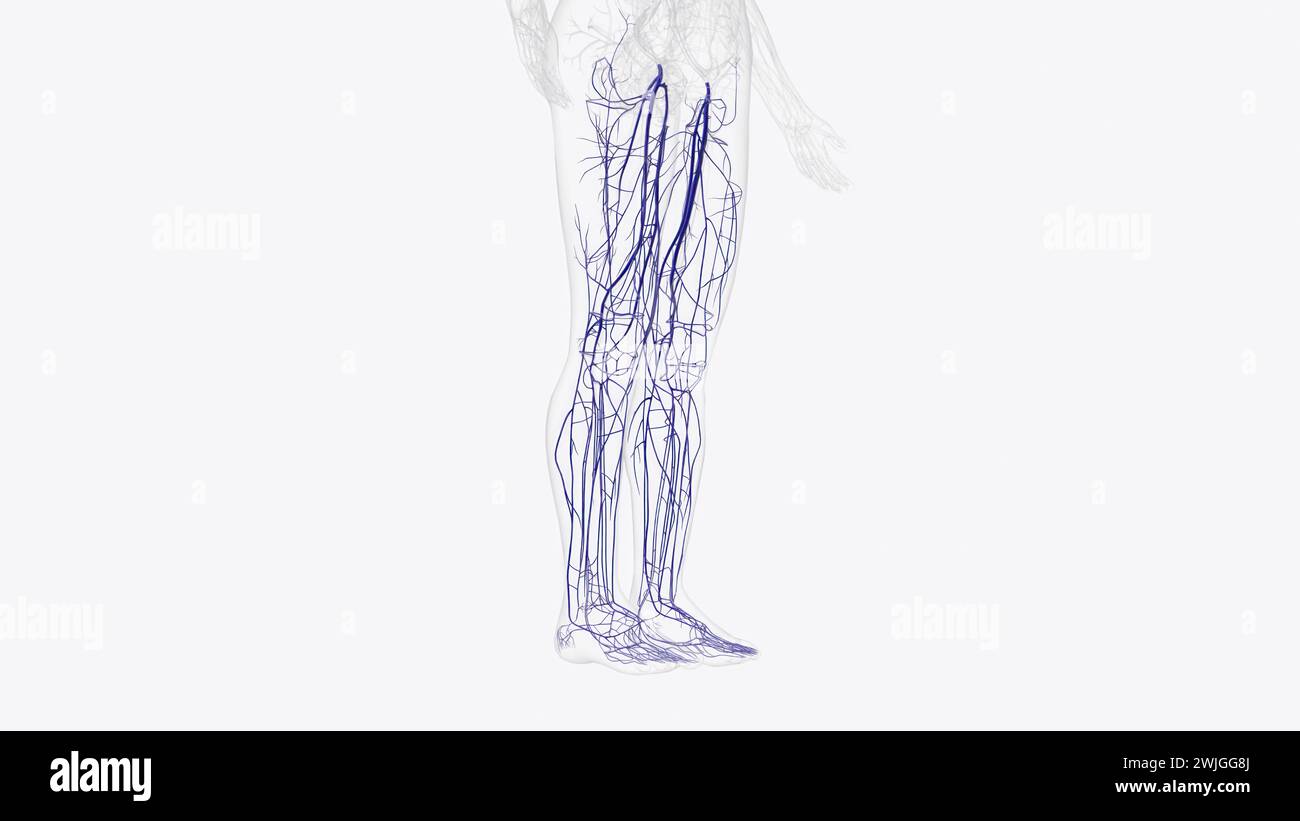The veins of the lower limb drain deoxygenated blood and return it to ...