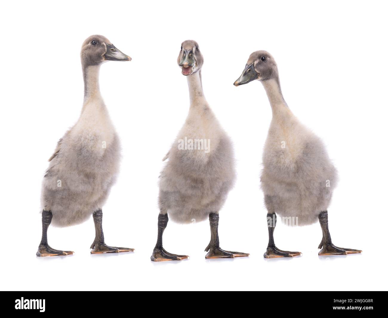 Three young ducks isolated on a white background Stock Photo - Alamy