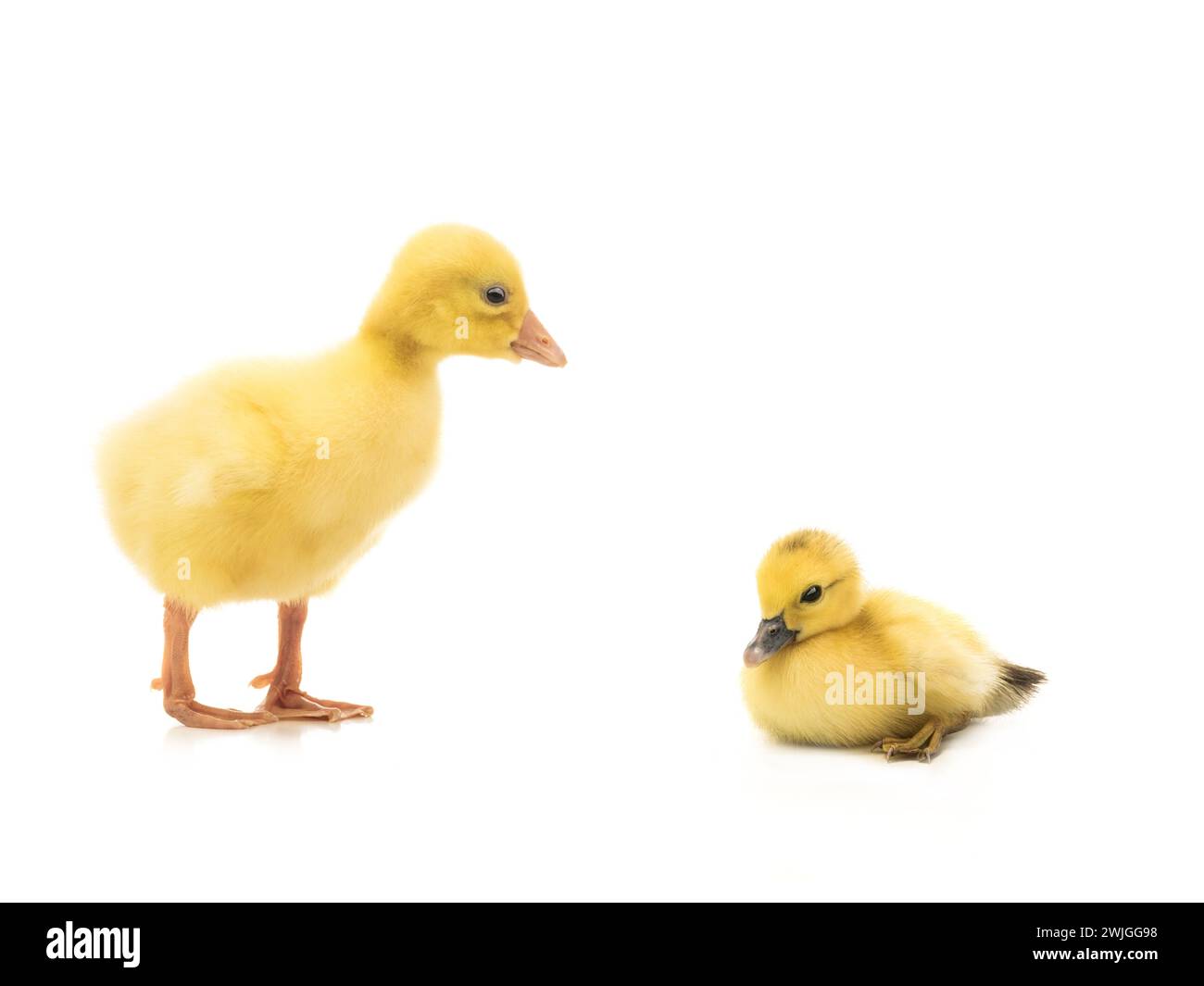 two young yellow goose isolated on white background Stock Photo - Alamy