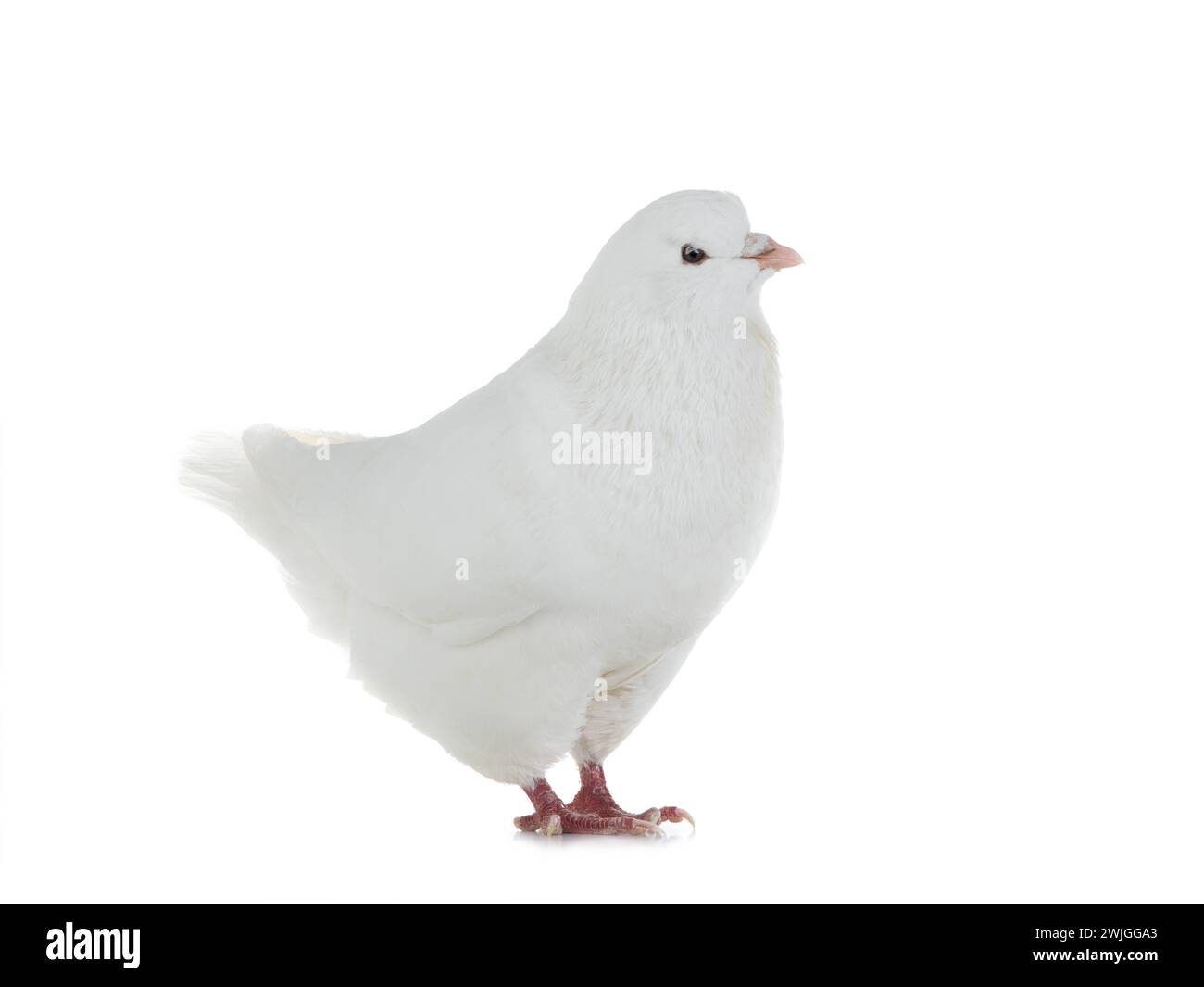 dove goes isolated on a white background Stock Photo - Alamy