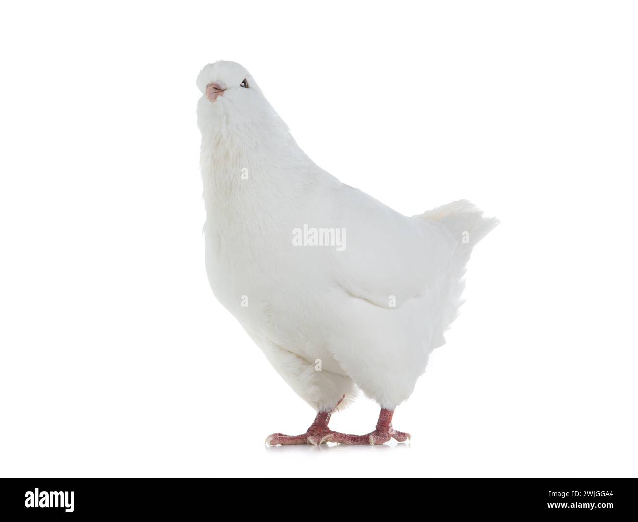dove goes isolated on a white background Stock Photo - Alamy