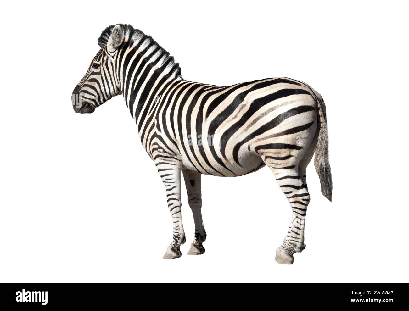 zebra isolated on white background Stock Photo - Alamy