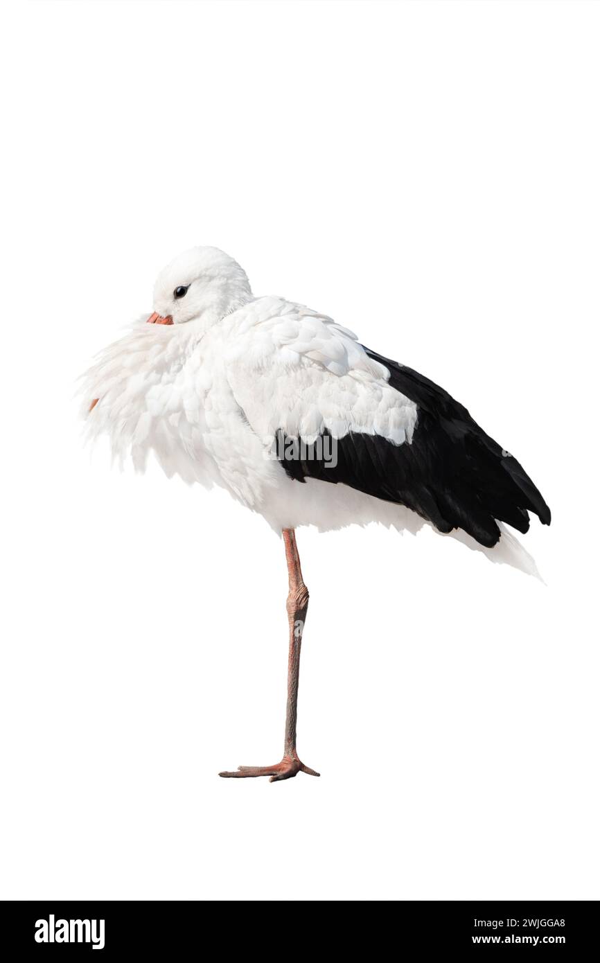 stork standing on one leg isolated on white background Stock Photo - Alamy