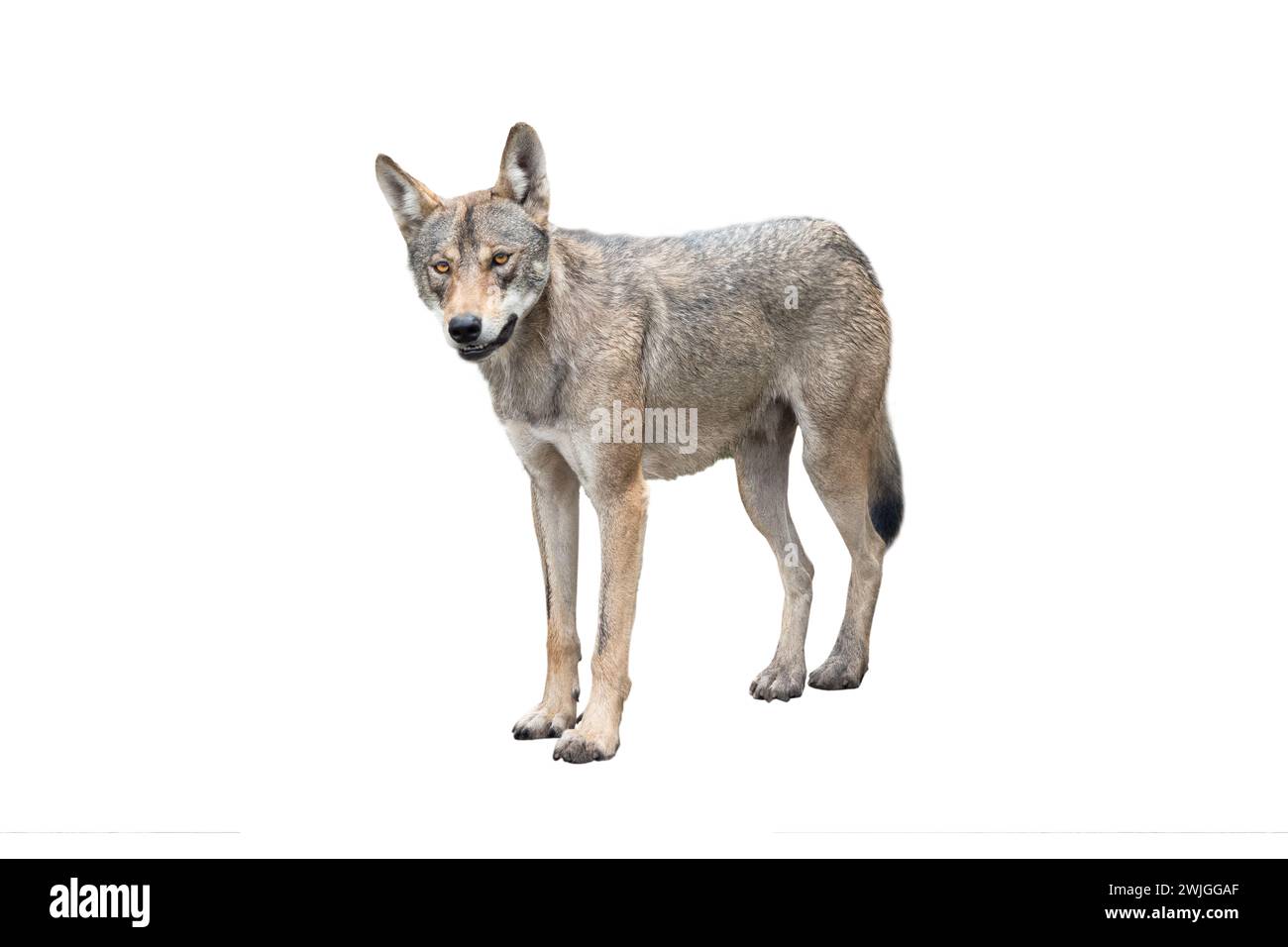 wolf isolated on white background Stock Photo - Alamy