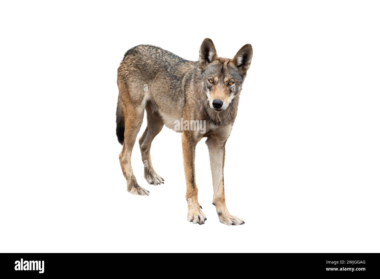 wolf isolated on white background Stock Photo - Alamy