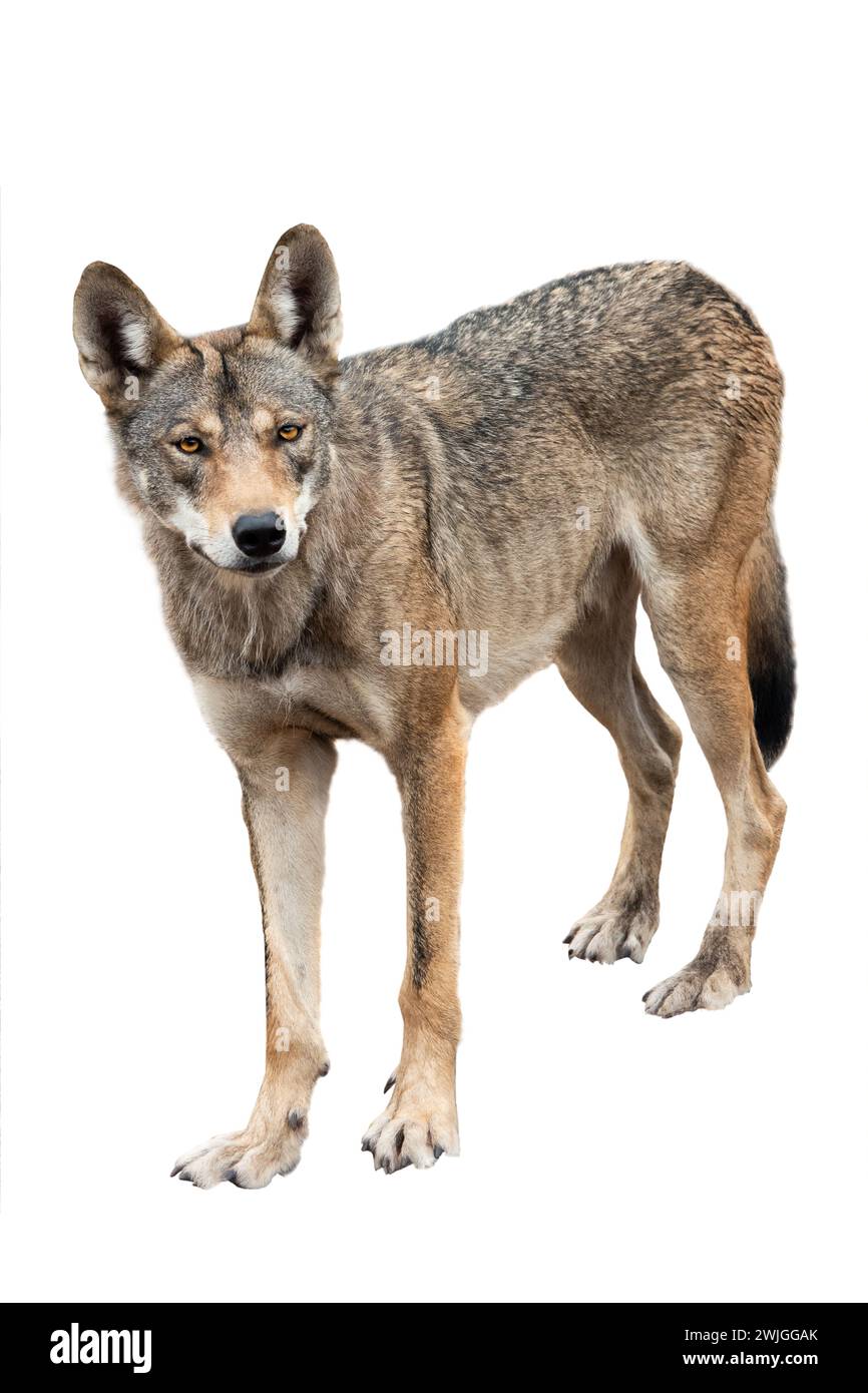 wolf isolated on white background Stock Photo - Alamy