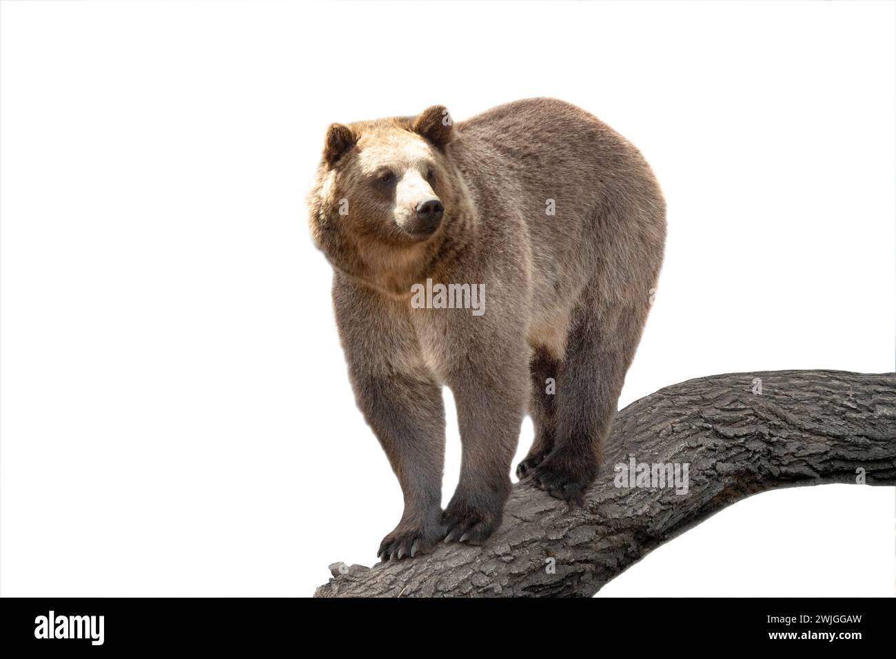 brown bear isolated on white background Stock Photo - Alamy