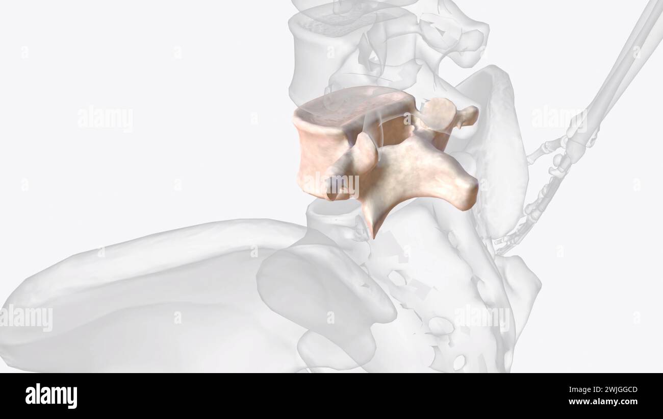 he fifth lumbar spine vertebrae (L5) is part of the greater lumbar ...