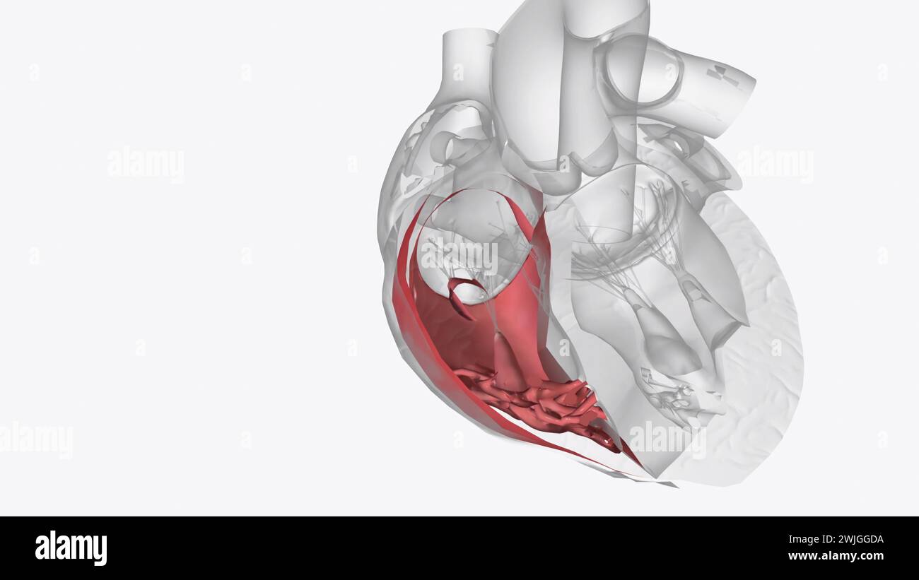 Cardiac papillary muscle hi-res stock photography and images - Alamy