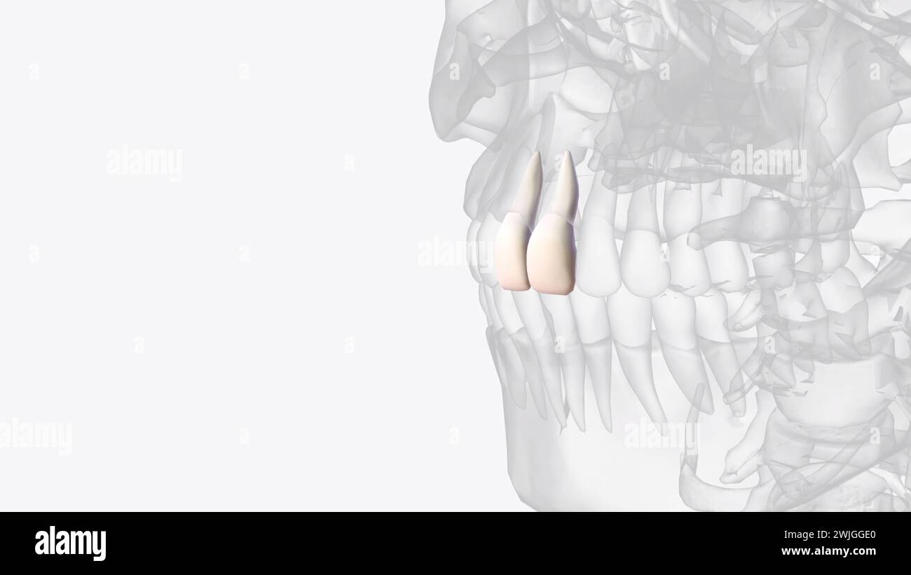 Maxillary fracture hi-res stock photography and images - Alamy