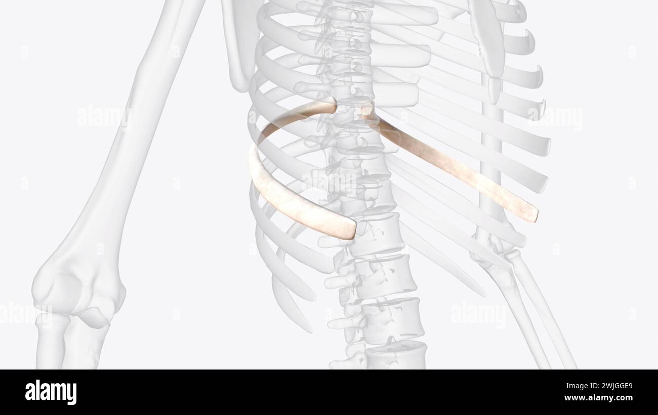 The ninth rib has a frontal part at the same level as the first lumbar ...