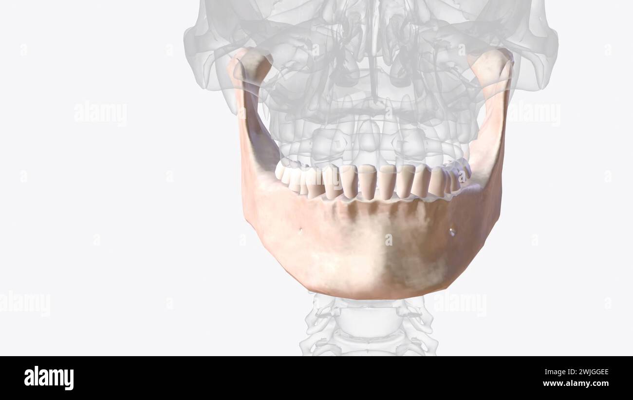 The lower jaw (mandible) supports the bottom row of teeth and gives ...