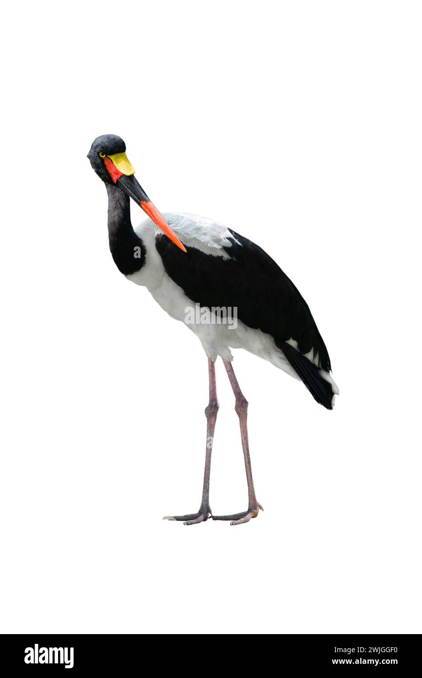 stork stork saddle isolated on white background Stock Photo - Alamy