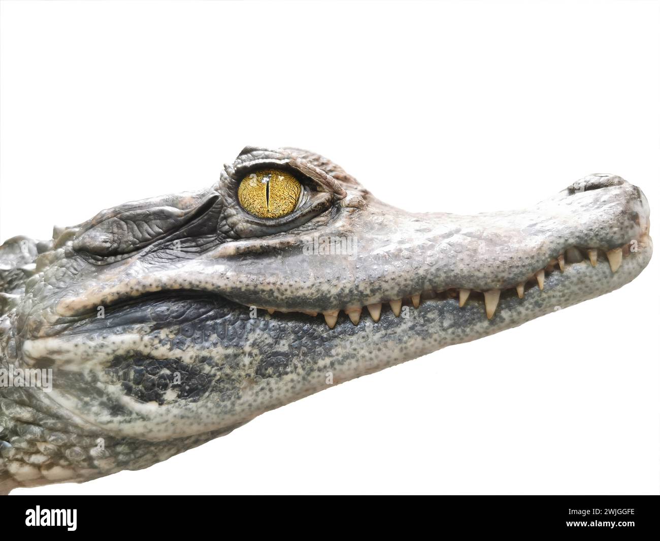 crocodile portrait isolated on white background Stock Photo - Alamy
