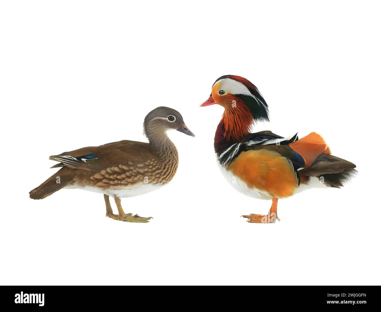 Mandarin ducks isolated on white background Stock Photo - Alamy