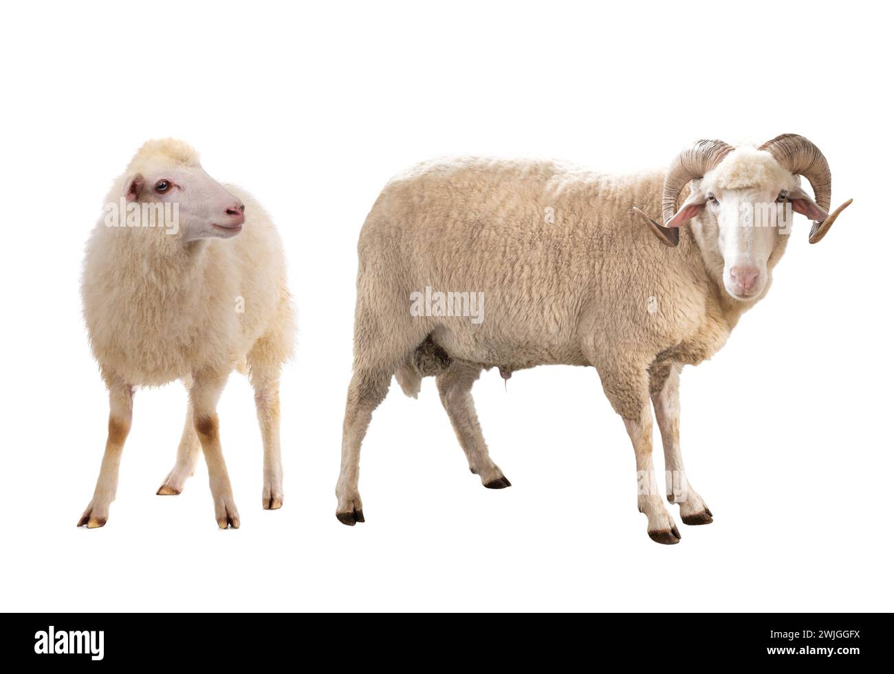 two sheep isolated on white background Stock Photo - Alamy
