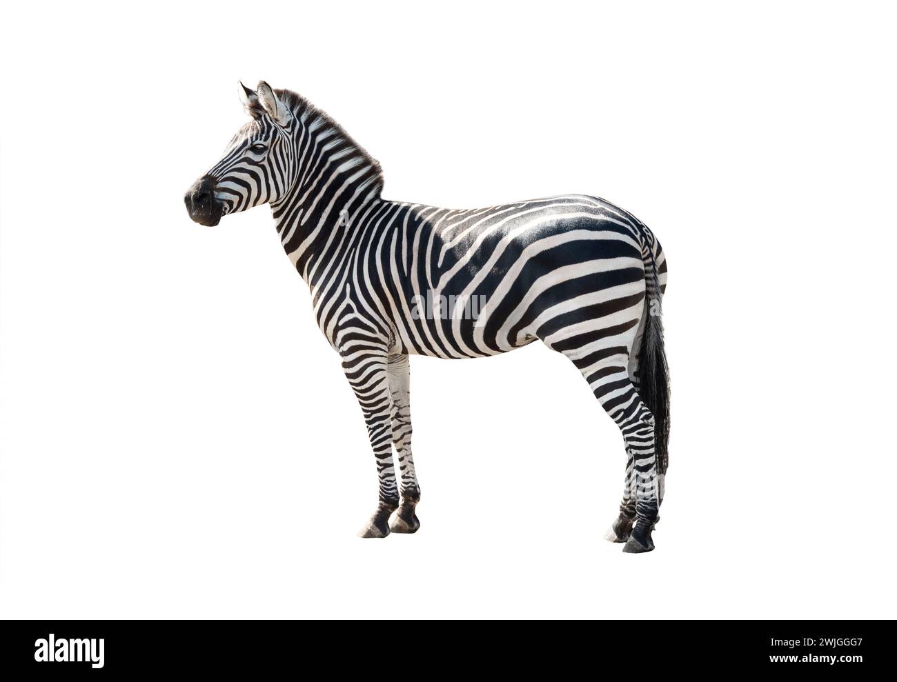 zebra isolated on white background Stock Photo - Alamy