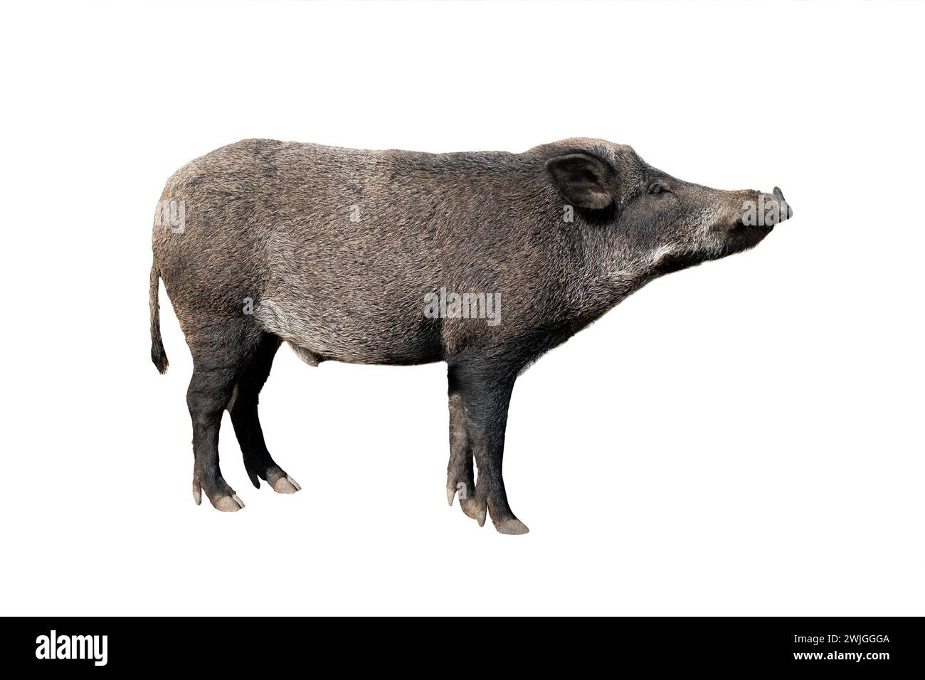 wild boar isolated on white background Stock Photo - Alamy