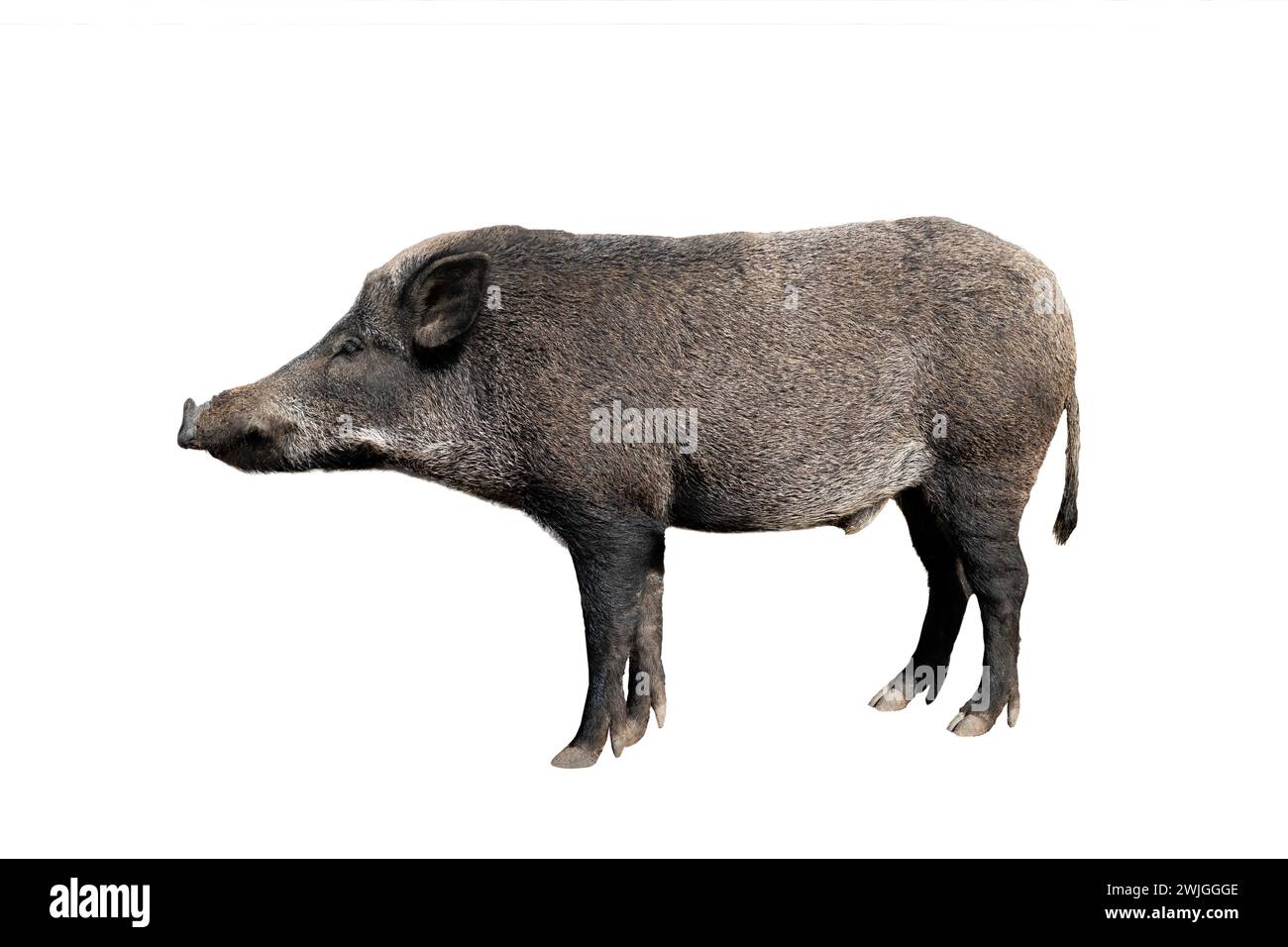 wild boar isolated on white background Stock Photo - Alamy