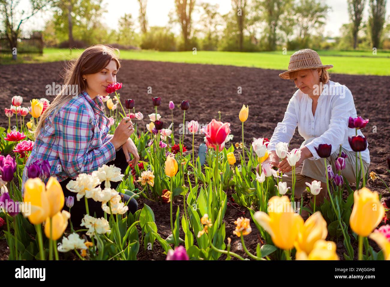 Family of gardeners picking tulips flowers in spring garden. Senior ...