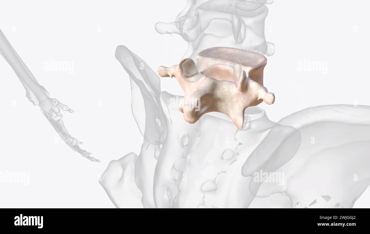 he fifth lumbar spine vertebrae (L5) is part of the greater lumbar ...