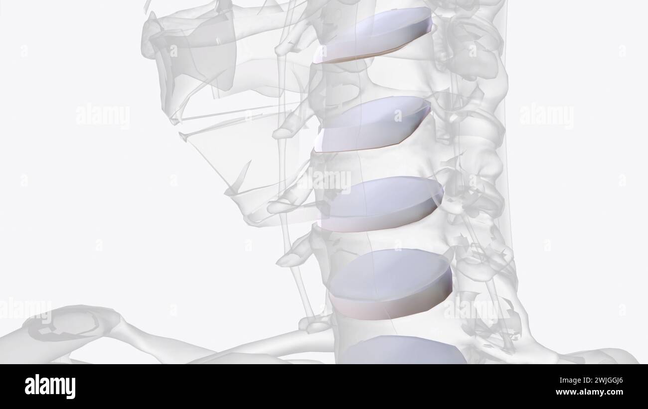 Vertebra and discs in spine hi-res stock photography and images - Alamy