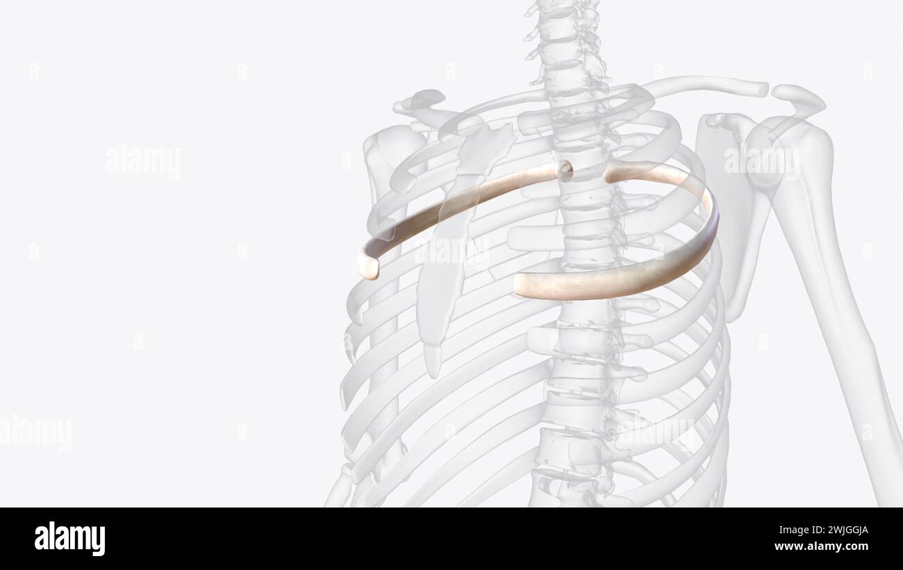 Associated vertebrae hi-res stock photography and images - Alamy