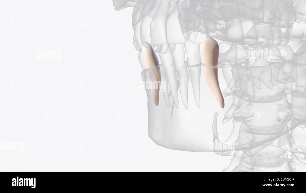 Canine osteoarthritis hi-res stock photography and images - Alamy