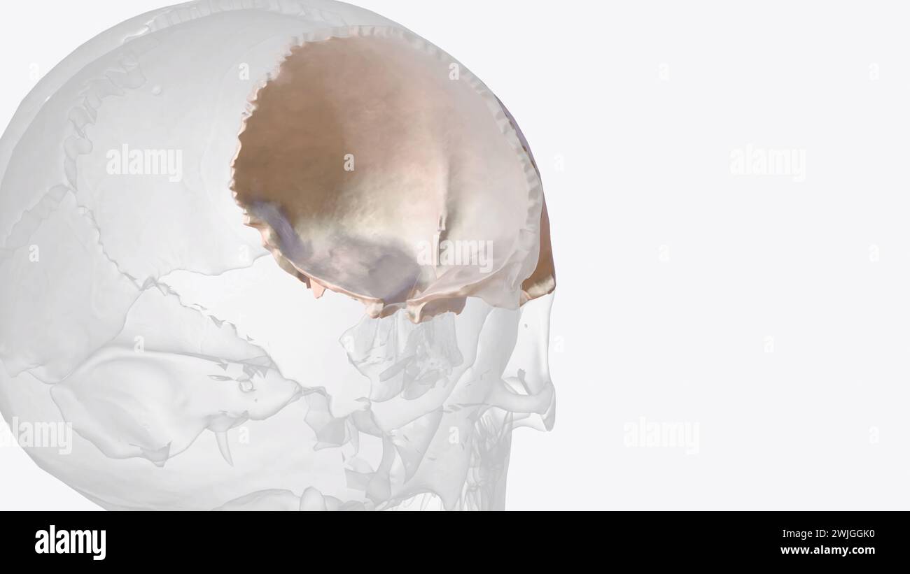 The frontal bone in an adult is an unpaired bone that is a part of the ...