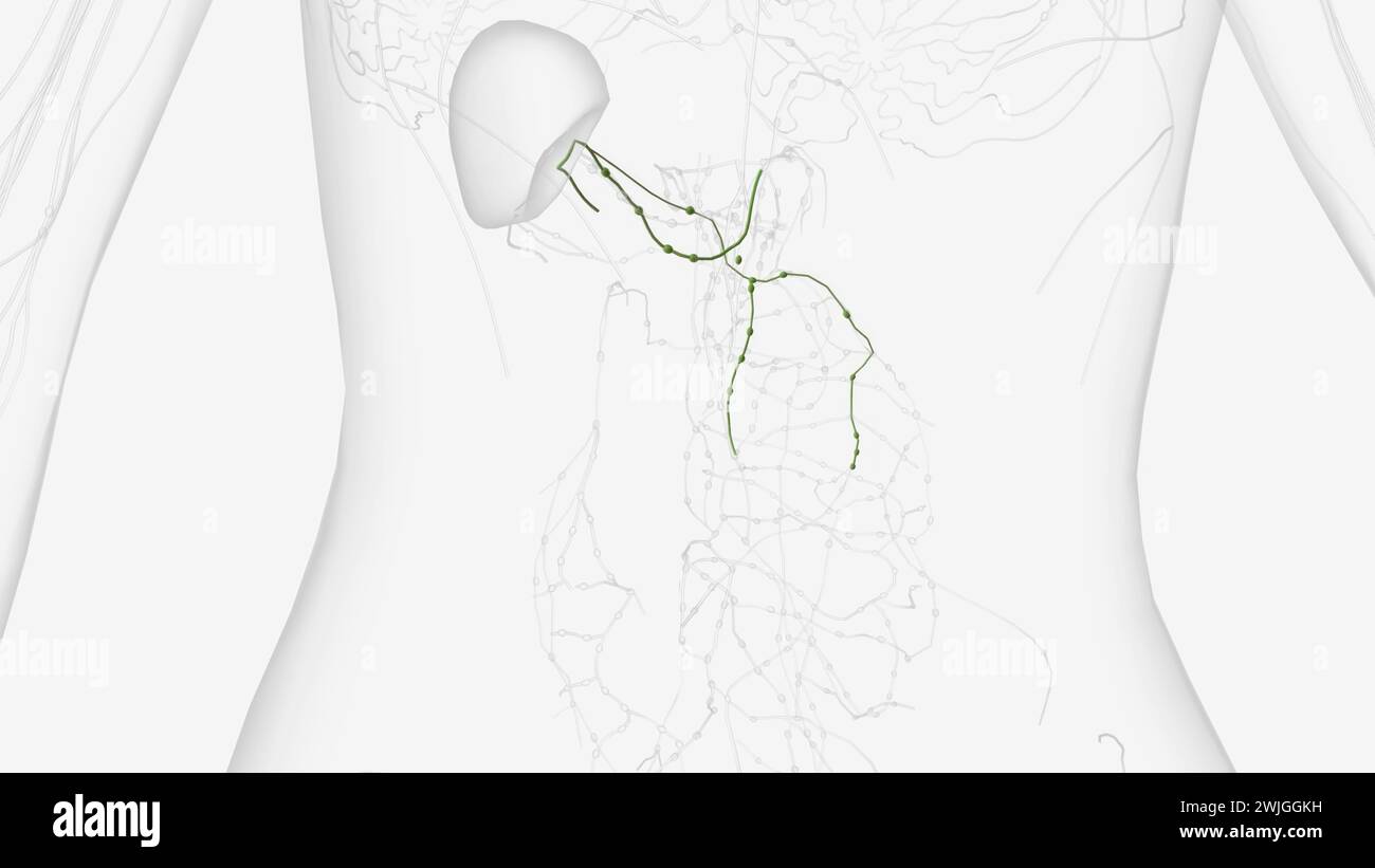 Lymphatic system of neck and head hi-res stock photography and images ...