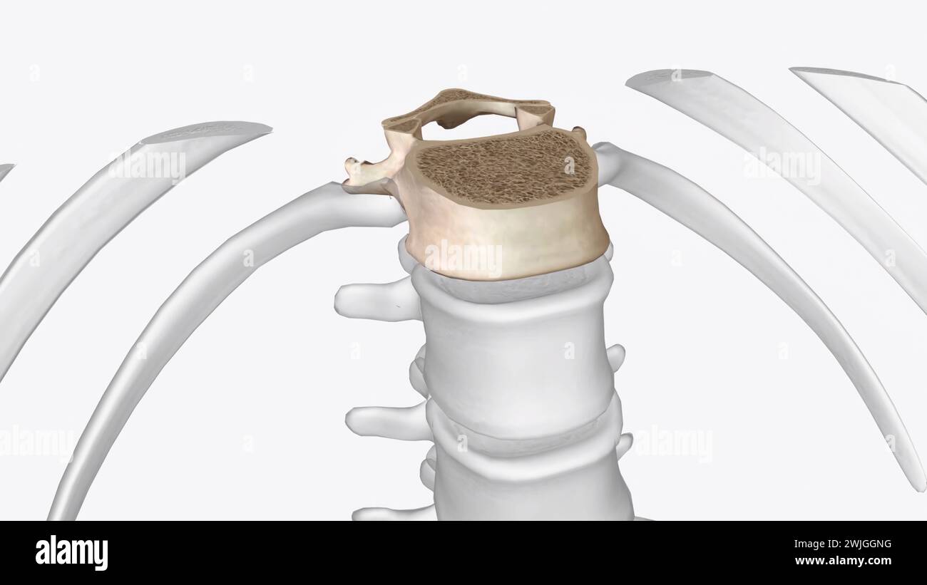 Transverse structure hi-res stock photography and images - Alamy