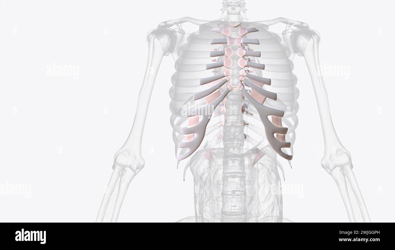 Connective and support tissue hi-res stock photography and images - Alamy