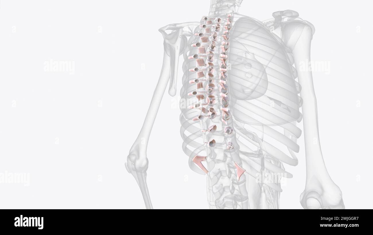 Costovertebral joints hi-res stock photography and images - Alamy