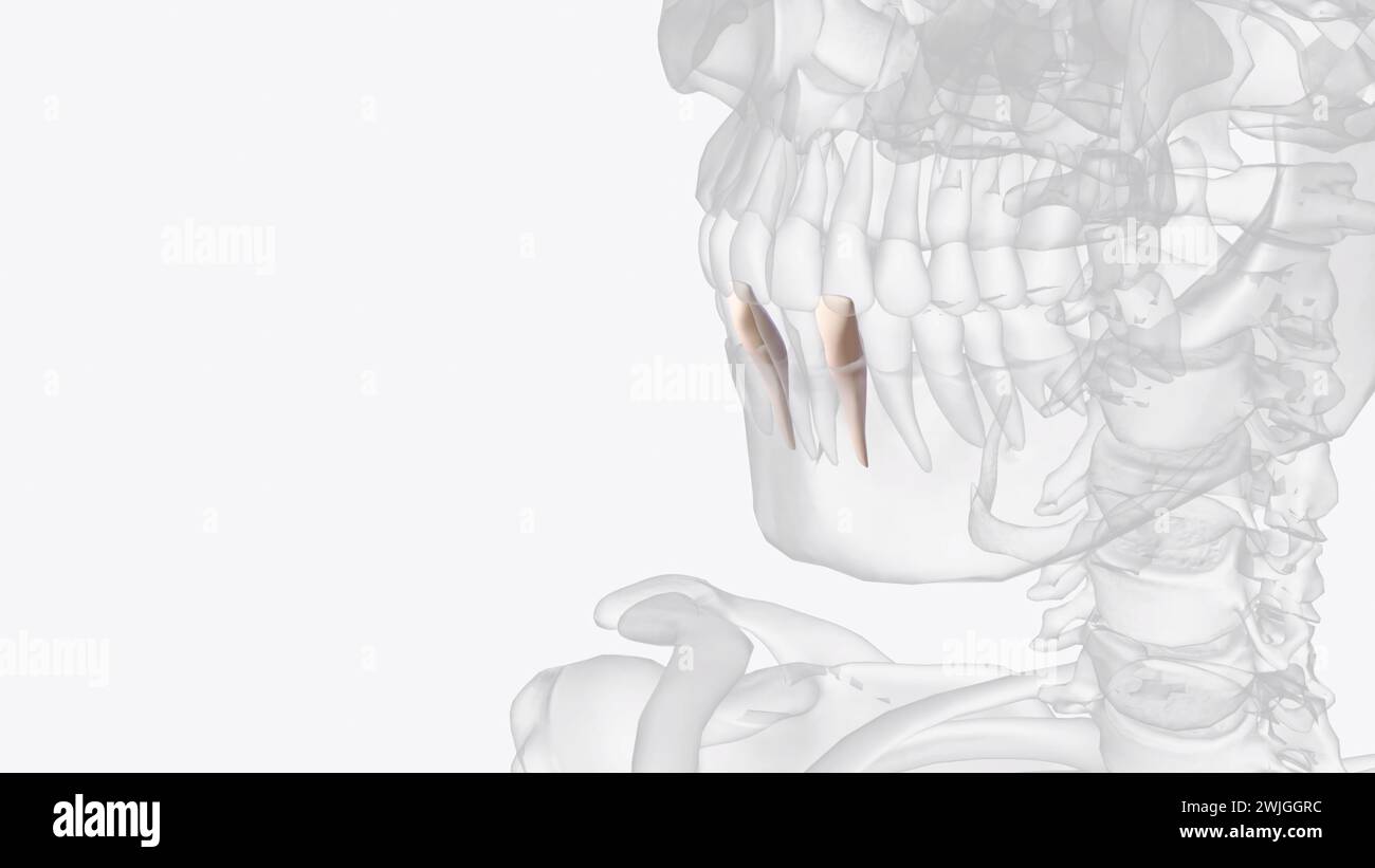 The mandibular lateral incisor is the tooth located distally from both ...