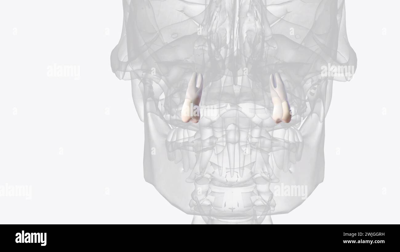 The maxillary first premolar is one of two teeth located in the upper ...