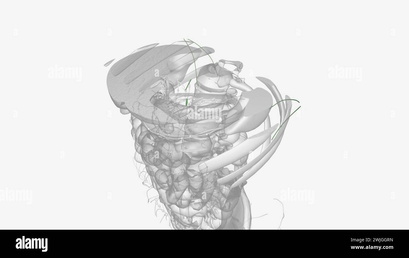 Thoracic lymphatic duct hi-res stock photography and images - Alamy