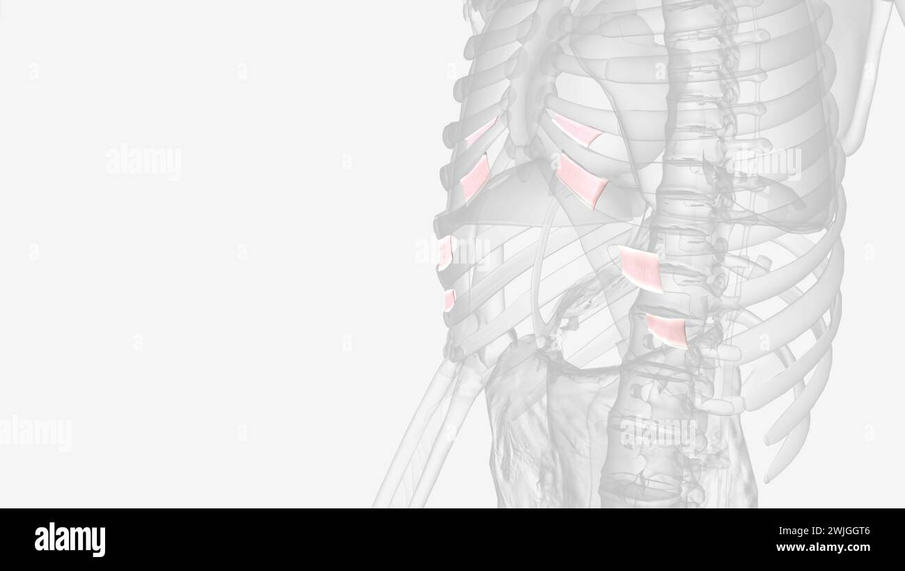 Cartilaginous joints hi-res stock photography and images - Alamy