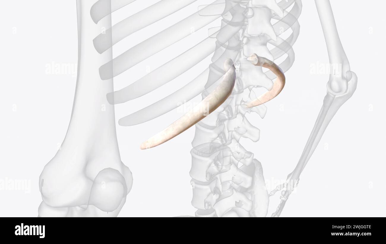 The true ribs include rib pairs 1-7, with each rib articulating ...
