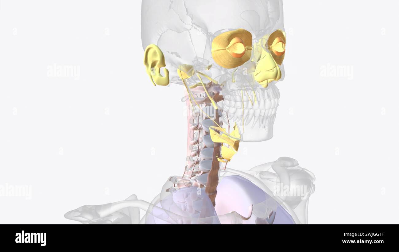 Connective and support tissue hi-res stock photography and images - Alamy