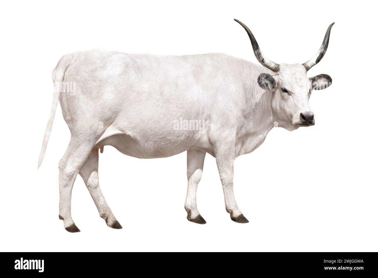 Hungarian gray cow isolated on a white background Stock Photo - Alamy