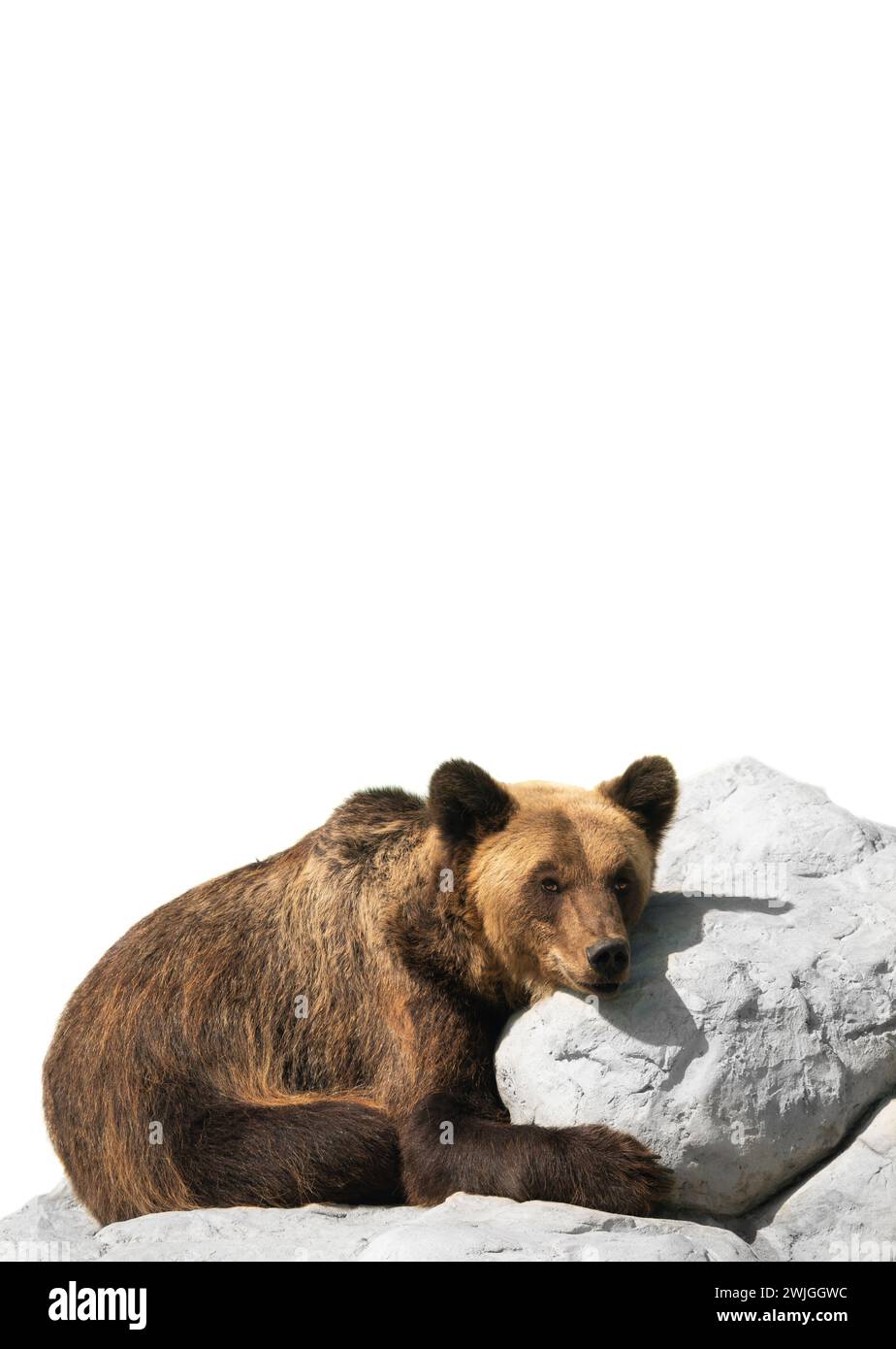 bear cools down on a stone isolated on white background Stock Photo - Alamy
