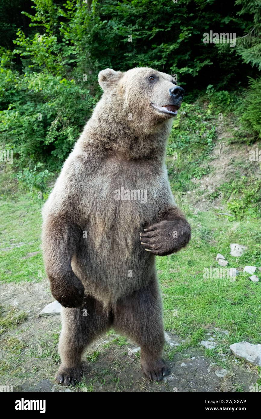 bear stands on its hind legs in the wild Stock Photo - Alamy