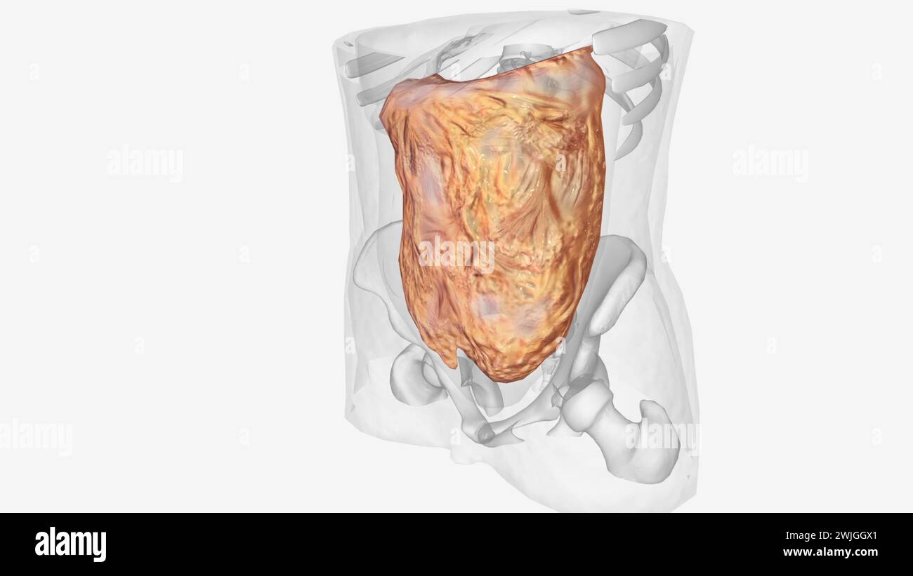 Omentum hi-res stock photography and images - Alamy