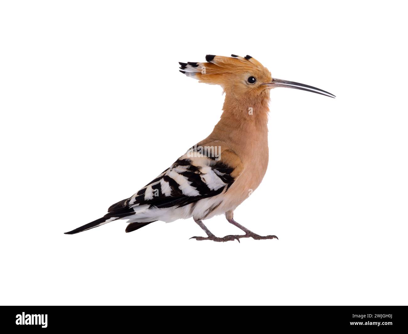 Eurasian Hoopoe (Upupa epops) isolated on a white background in studio ...