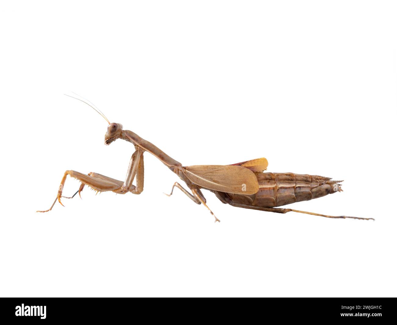 Mantodea isolated on a white background Stock Photo - Alamy