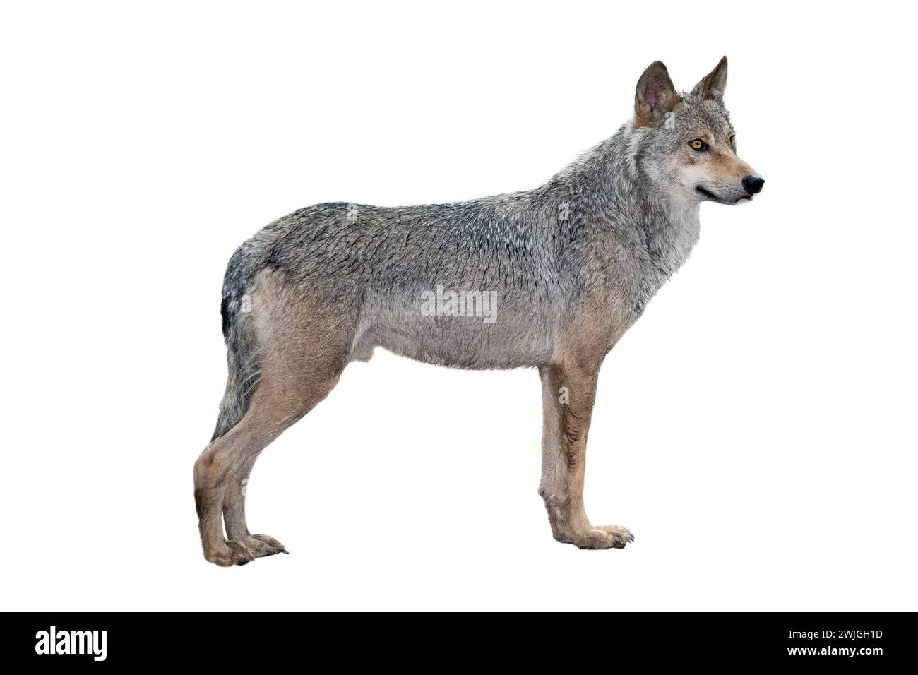 alert wolf isolated on a white background Stock Photo - Alamy