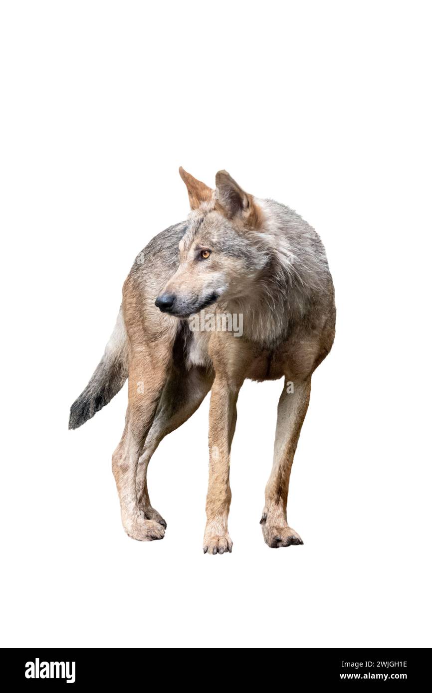 alert wolf isolated on a white background Stock Photo - Alamy