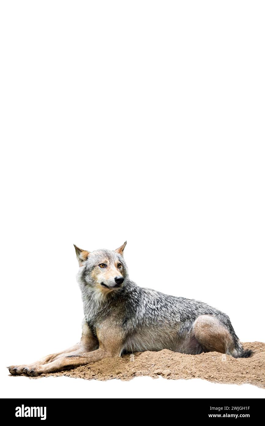 alert wolf lying on the ground isolated on white background Stock Photo ...